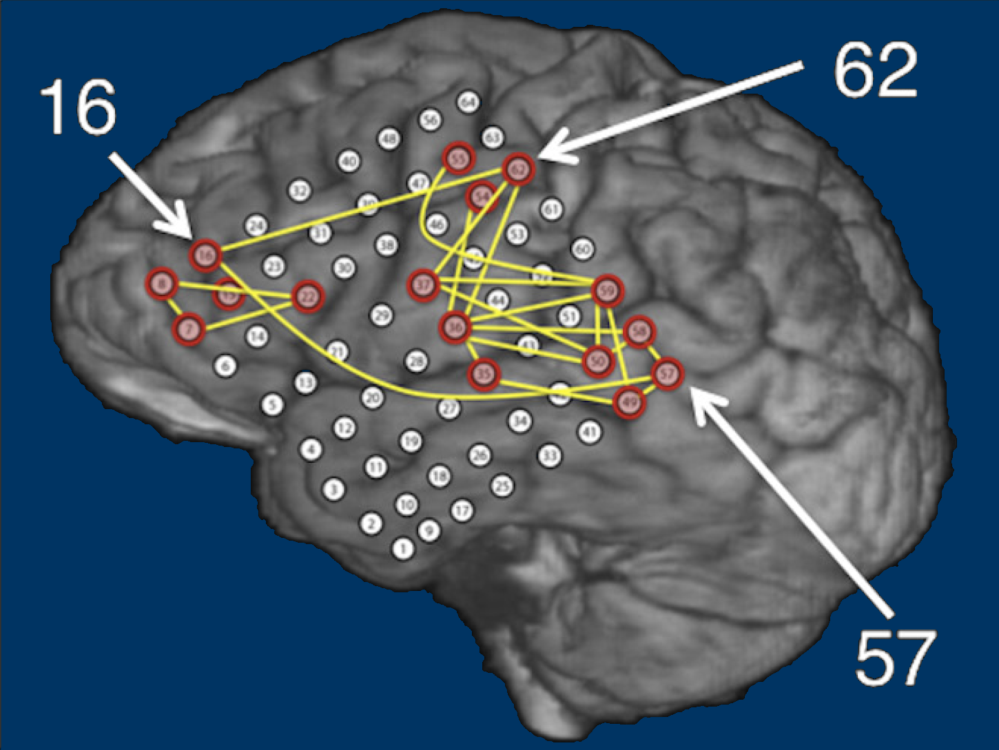 Neural computation and communication in brain networks | Carmena Lab Neural computation and communication in brain networks | Carmena Lab